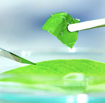 PhytoCell Tec Plant Stem Cell: The Future of Anti-Aging Skincare – FWBEAUTY